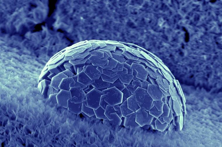 Nanotechnology World Association: Under the Electron Microscope