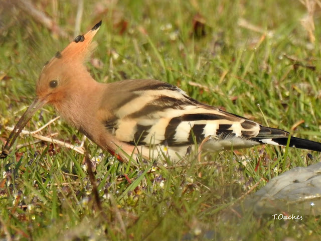 PASARI DIN ROMANIA: PUPAZA, Upupa epops