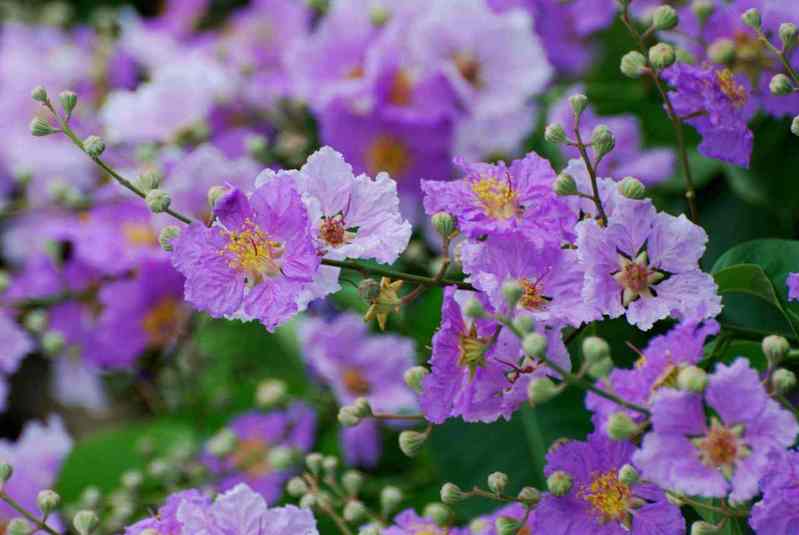 Domino: BANABA HERBAL MEDICINE