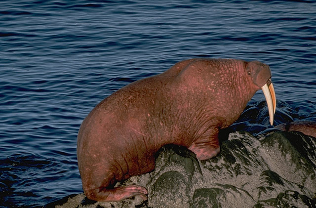 BÂNG KHUÂNG: VOI BIỂN LÀ “HẢI TƯỢNG” HAY “HẢI MÃ” ? - La Thụy sưu tầm ...