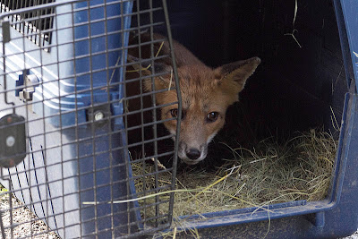 Ann Brokelman Photography: Red Fox Release with Toronto Wildlife Centre ...