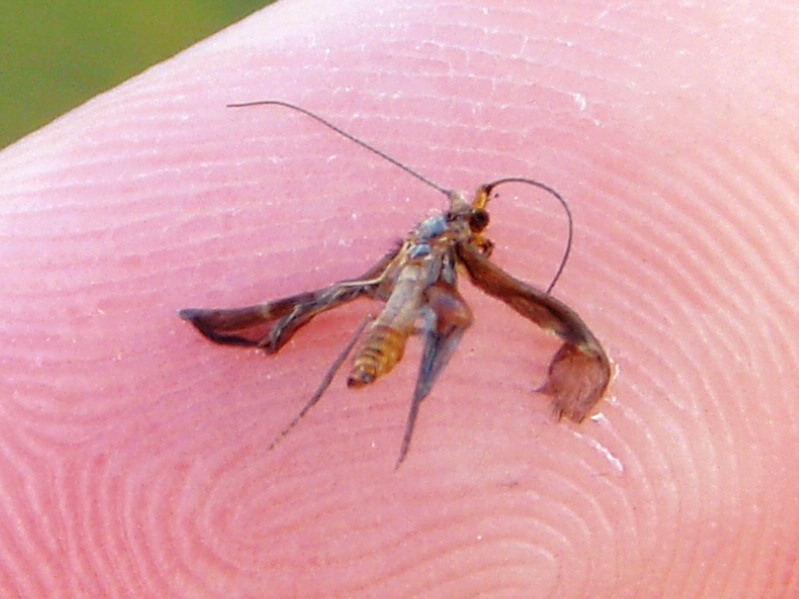 Mountains, Rivers, & Trout: Minor Hatch & Insect - Important Trout Bug!