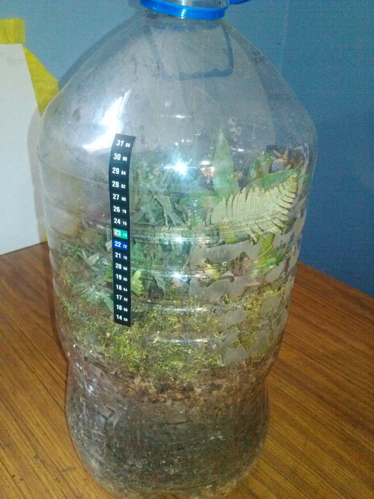 Prácticas Ecología- Equipo 5 : PRÁCTICA 3- "MICROECOSISTEMA"