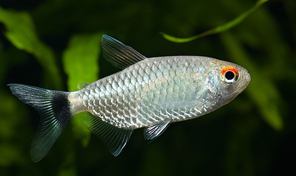 Tetra Ojos Rojos ZOOAQUARIUS