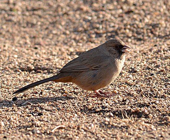 _CabinGirl: Abert's Towhee in Arizona