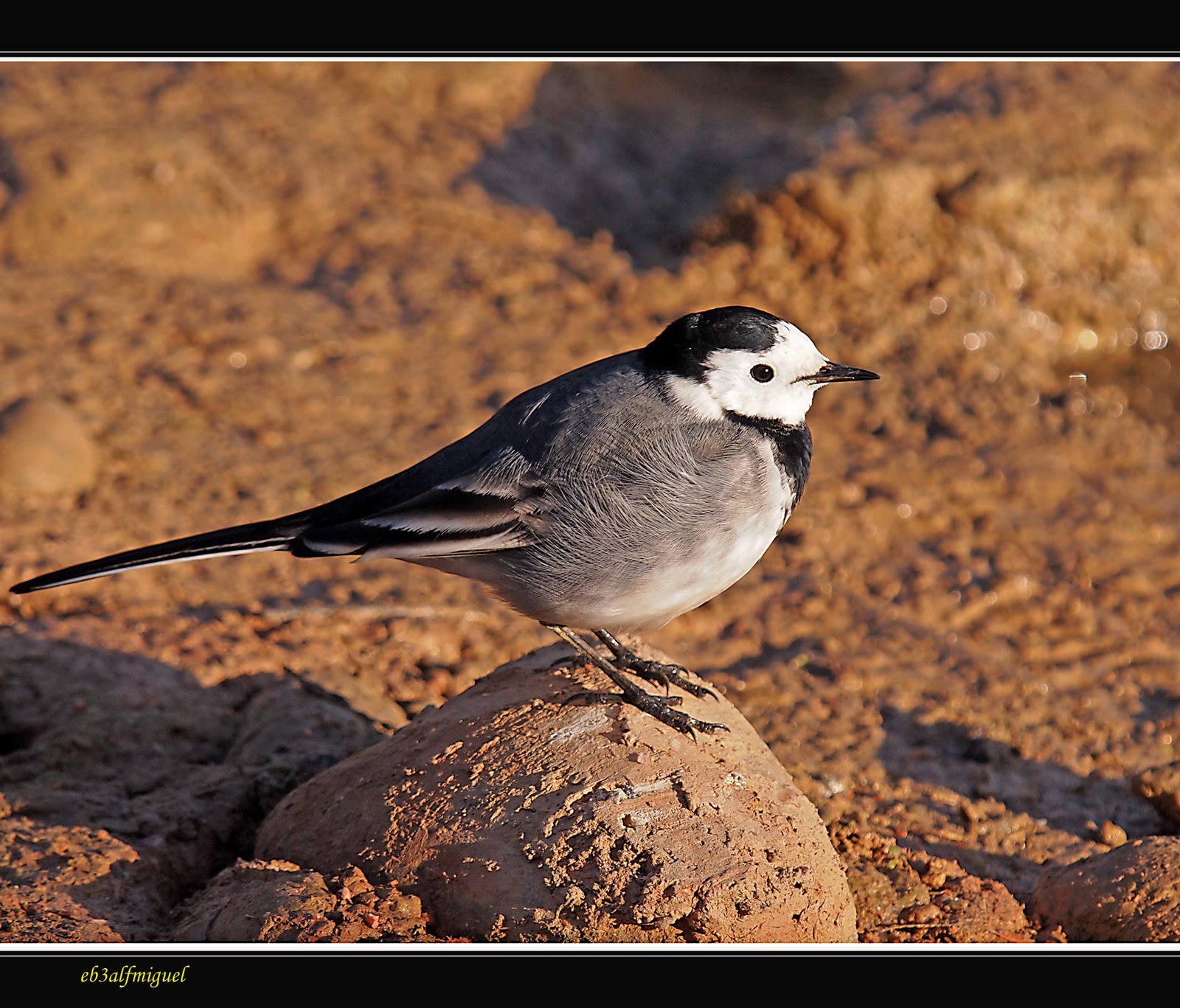 Miguel fotografia: Lavandera Blanca (Motacilla alba)