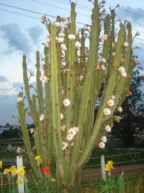 Sabores da Isy: Mandacaru