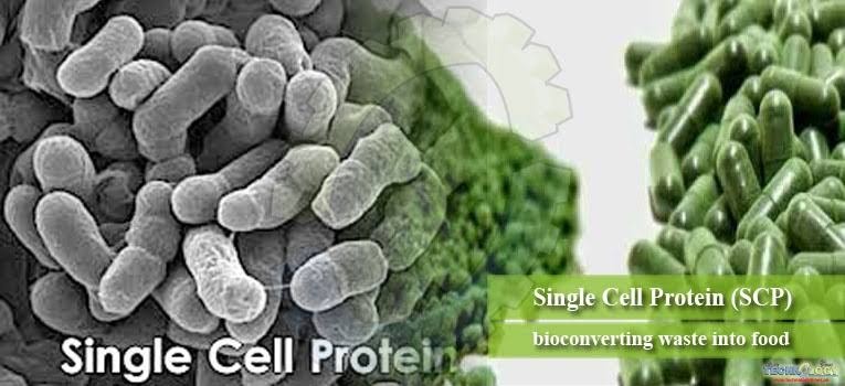 Single cell protein , An alternate source of protein