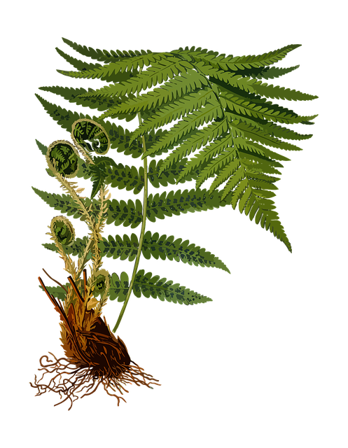 How Do Ferns Reproduce?