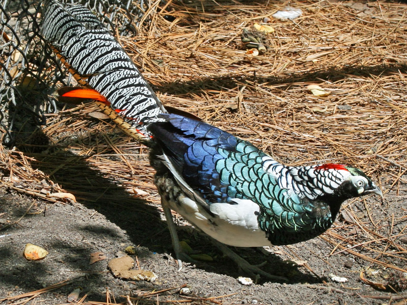 Lady Amherst's Pheasant - Pets