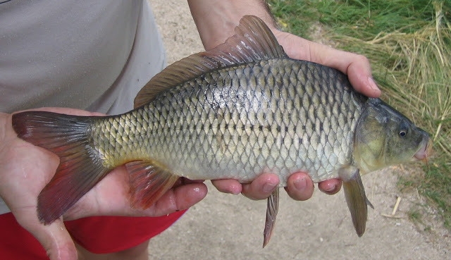 Los Tres Pescadores: Carpa