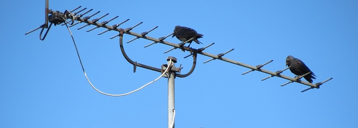 4 Common Digital TV Reception Problems: Cause and Solution