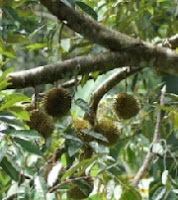 Anim Agro Technology: PERANAN KELAWAR DAN KELUANG