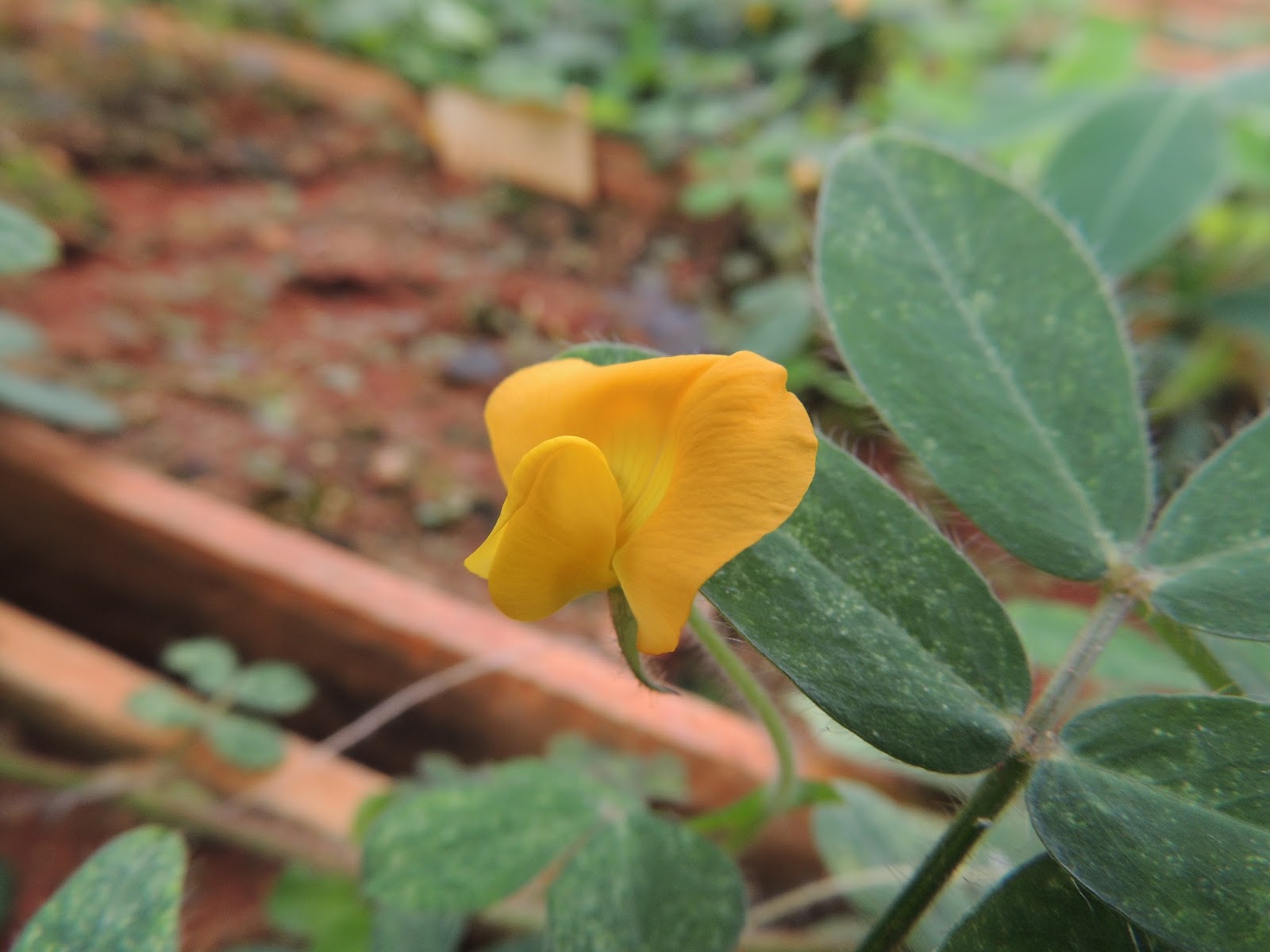Fabaceae - Leguminosae