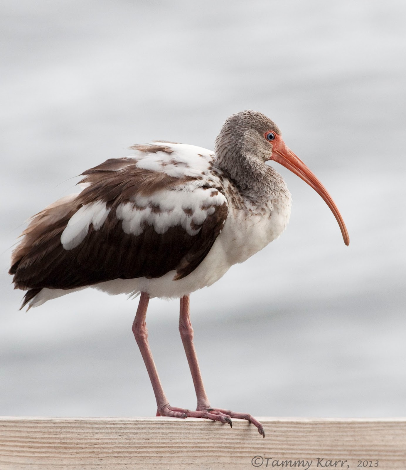 Birding Is Fun!: Behind Blue Eyes