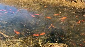 Prison fish ponds have many of the largest fish