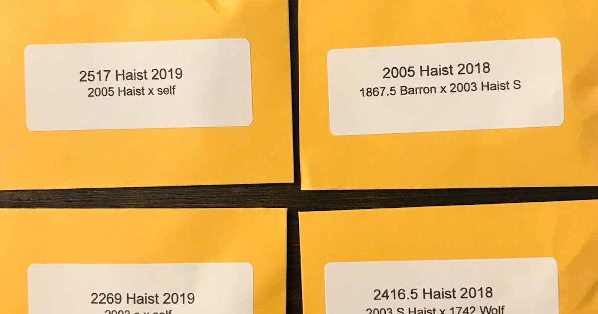 Giant Pumpkin Growing Tips From The Pumpkin Man: 2020 Pumpkin Seed ...