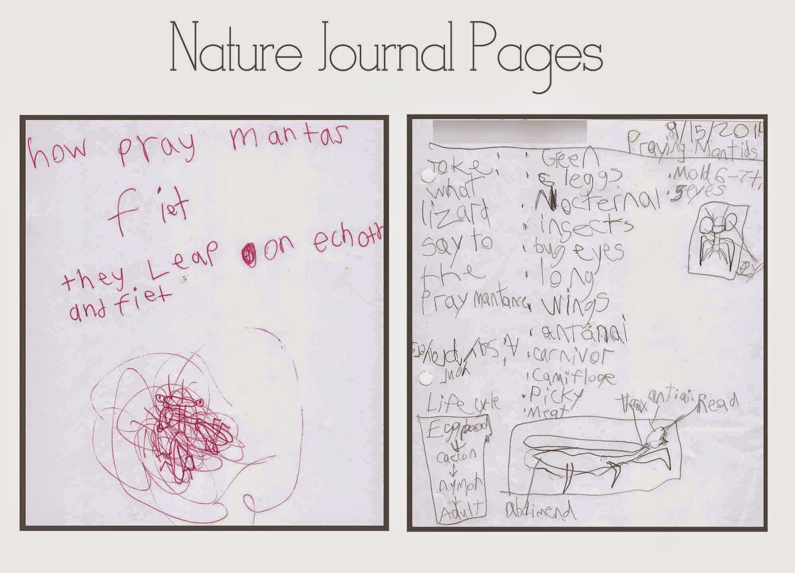 The Praying Mantis - homeschool study for children | Summer Owens