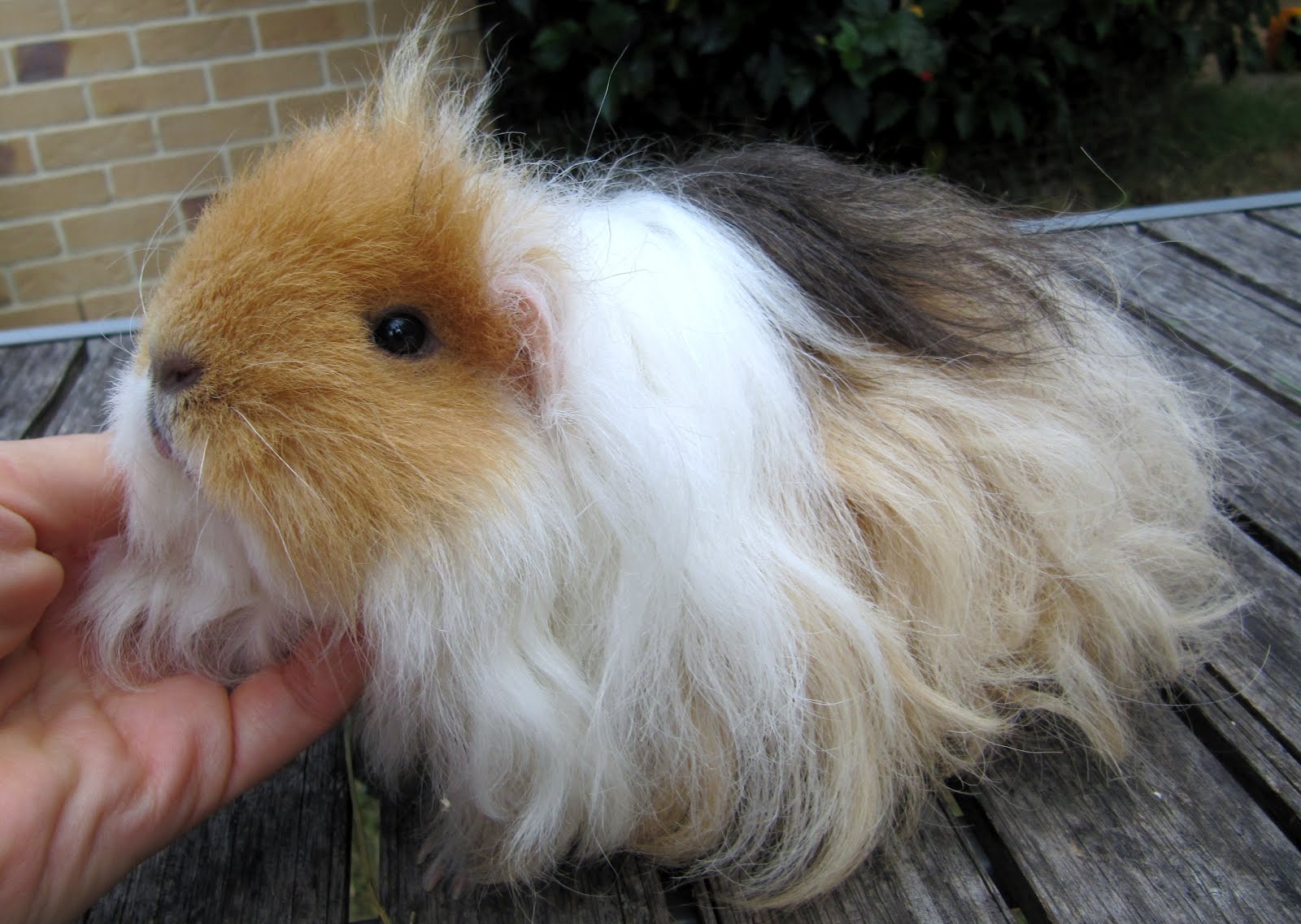 All Things Guinea Pig: Texels texels everywhere! (oh, and a Peruvian)