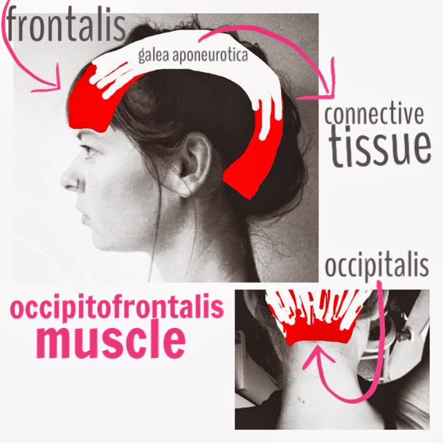 The Hip Joint: Occipitofrontalis Muscle