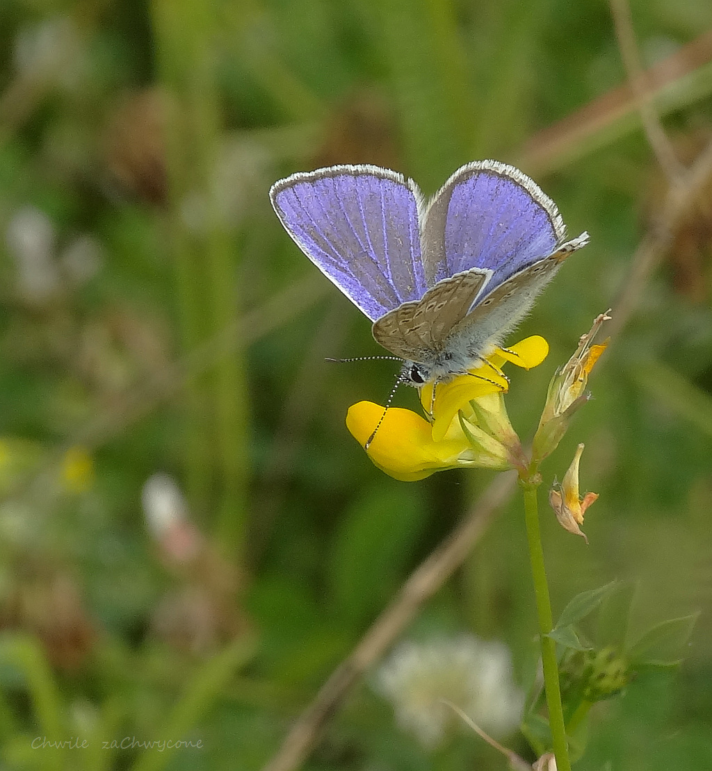 Chwile zaChwycone: Modraszek ikar