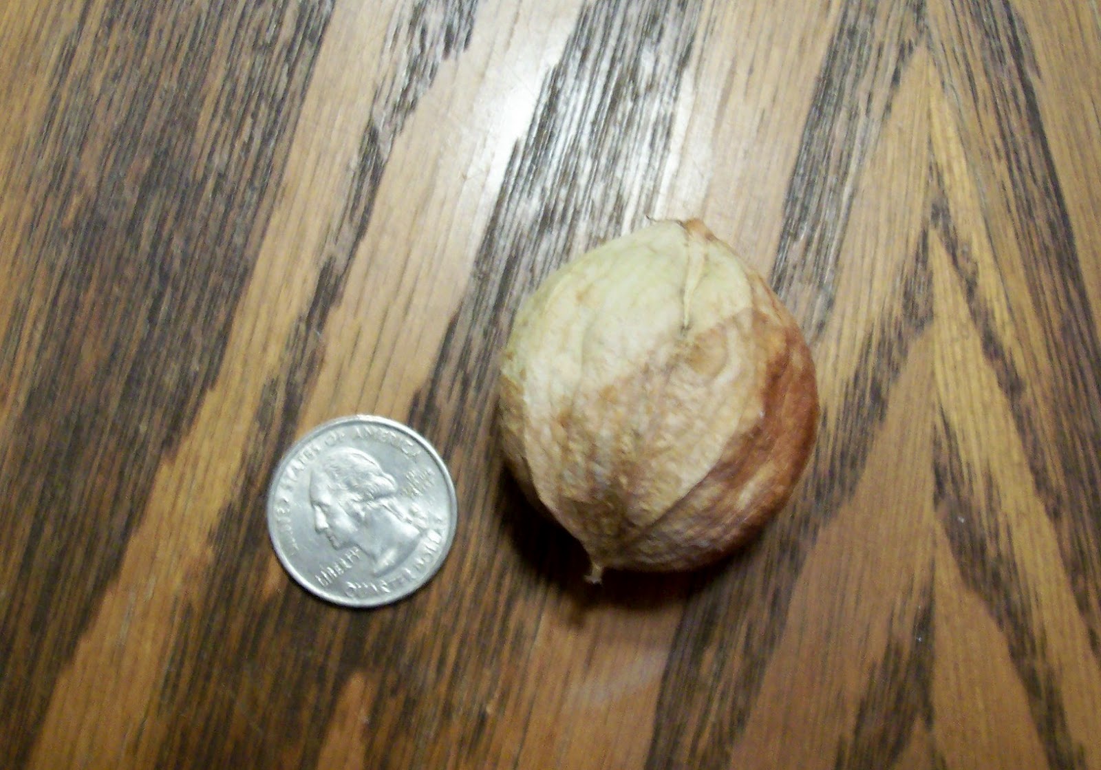 I Garden In Flip Flops: Gathering Shell Bark Hickory Nuts