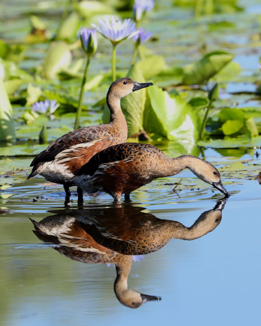 Avithera: Wandering Whistling-Duck