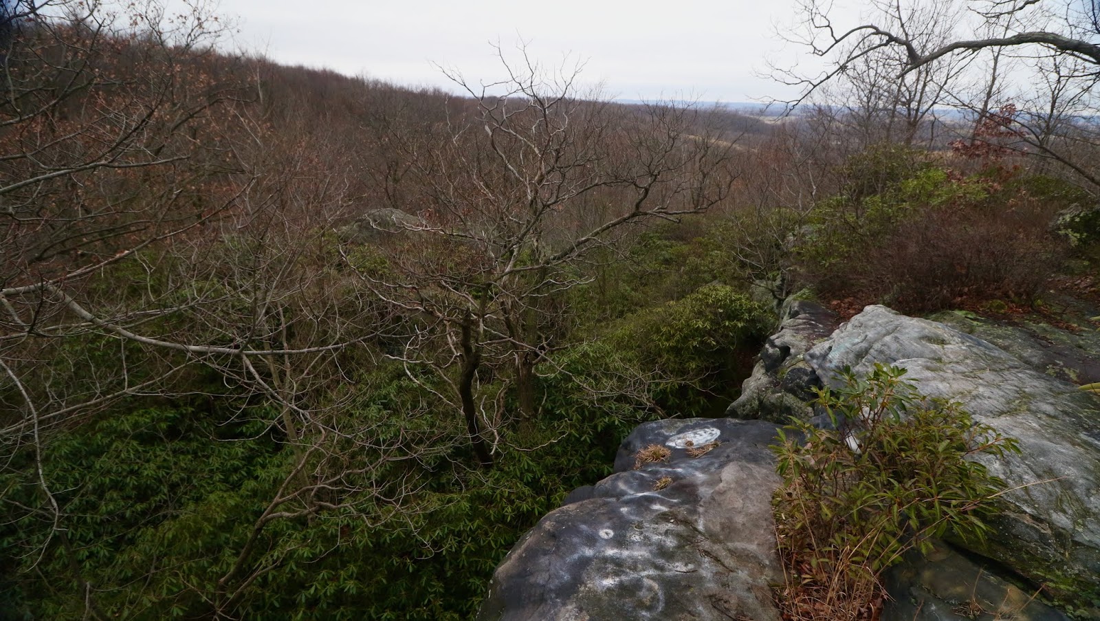 Wildfilm: Spruce Hollow