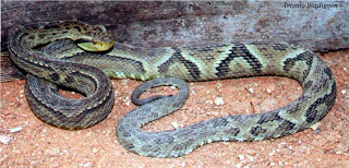 Argentina nativa: Yararaca (Bothrops jararaca)