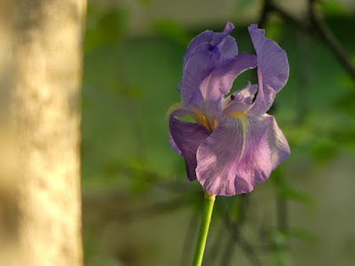 Homestead Hill Farm: Sunday Walkabout 5-17-2020