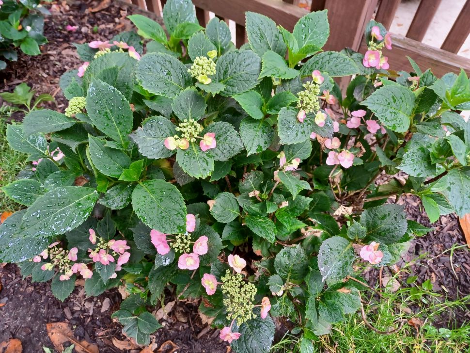 Future Plants by Randy Stewart: Hydrangea - Other Species