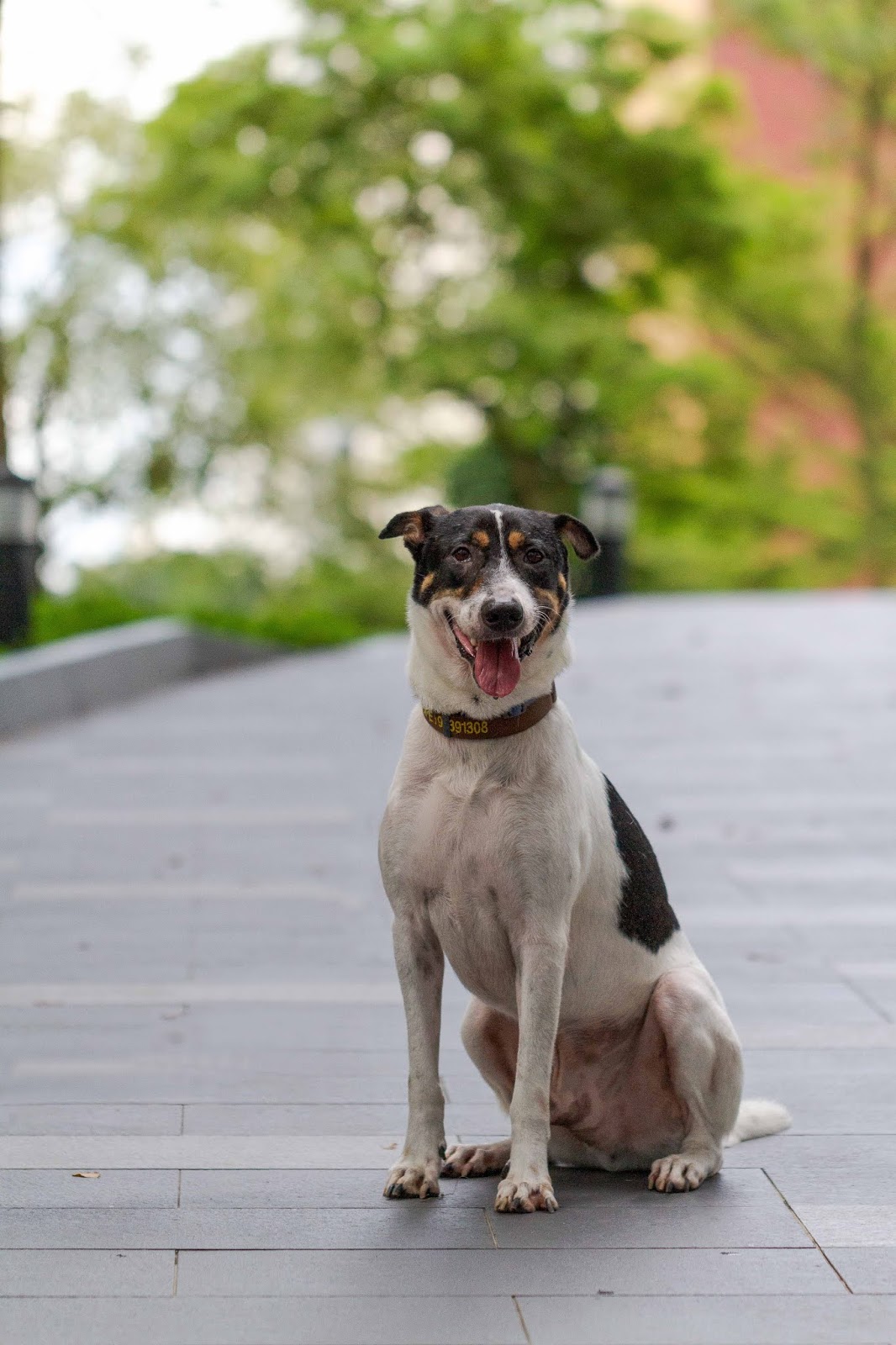 HOPE Dog Rescue: Why is fostering important?