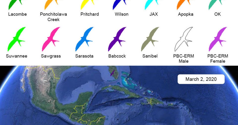 Swallow-tailed Kite Migration: Swallow-tailed Kites fly in!
