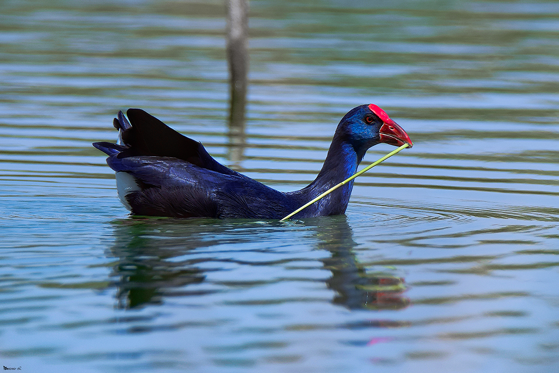 Objetivo: Naturaleza Viva: Calamón común (Porphyrio porphyrio)