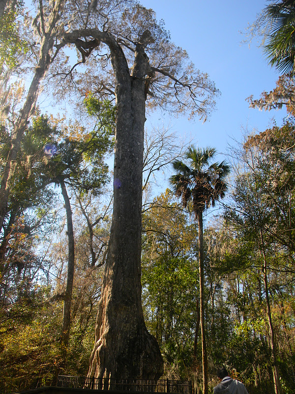 The "Unknown" Florida: Senator - Big Tree Park - Longwood, FL