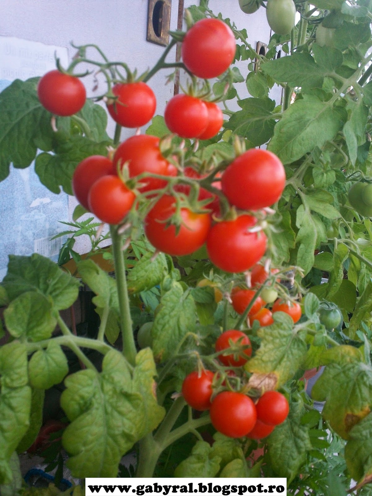 Roșii cherry pe balcon | BRICOLAJ - GRADINA - SFATURI si IDEI