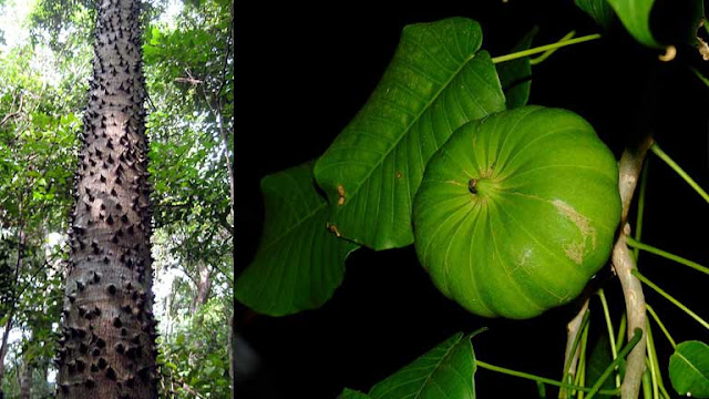 All Flowers Are Beautiful: Possumwood - The Dynamite Tree