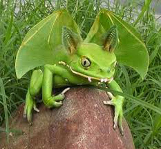 Jenis Hewan Paling Unik Di Dunia Yang Belum Kalian Ketahui | Lingkaran ...