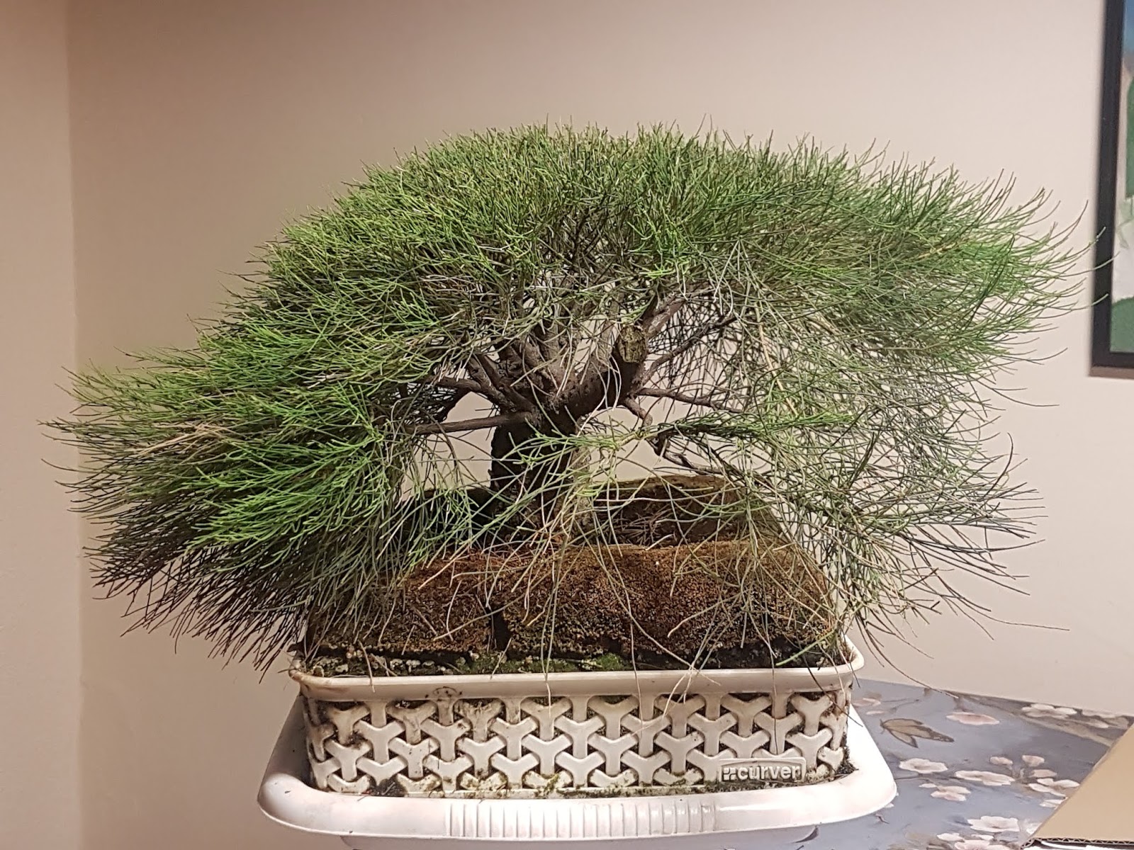 Germinando Semillas para Bonsai.: Casuarina equisetifolia II