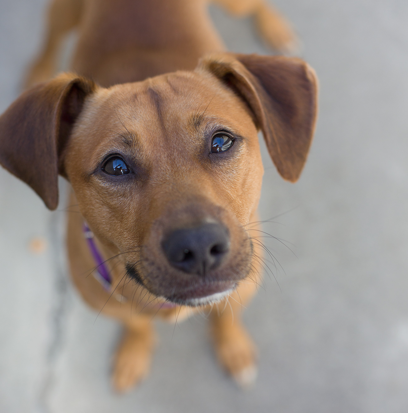 Shelter Dogs of Portland: "CARSON WENTZ" cute young reddish med size mix
