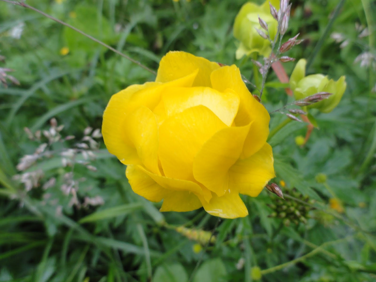 Frumusetile naturii: Bulbuci de munte (Trollius europaeus)