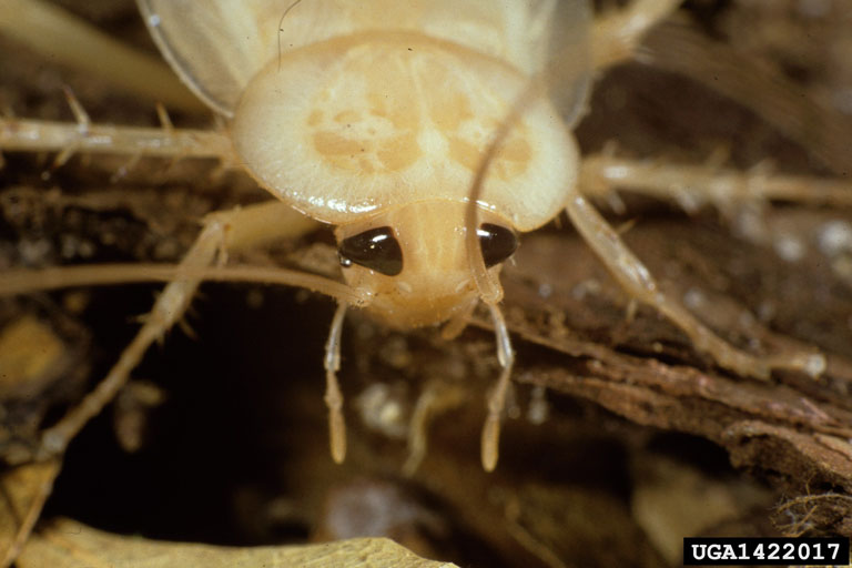 TIRUNELVELI-PEST CONTROL SERVICES: COCKROACH NEW MOULT- EGGS OF ROACH