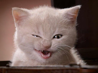 Amazing Funny wallpapers