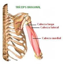 triceps-braquial.jpg