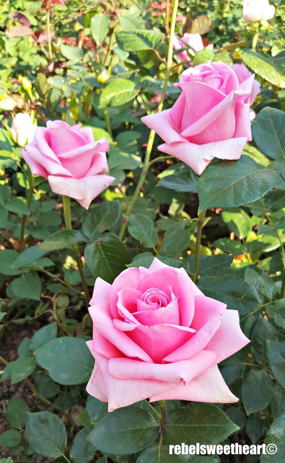 The Rebel Sweetheart.: Seoul Searching | Seoul Rose Festival.