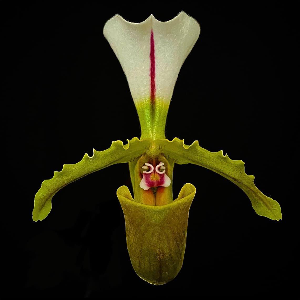 Paphiopedilum spicerianum