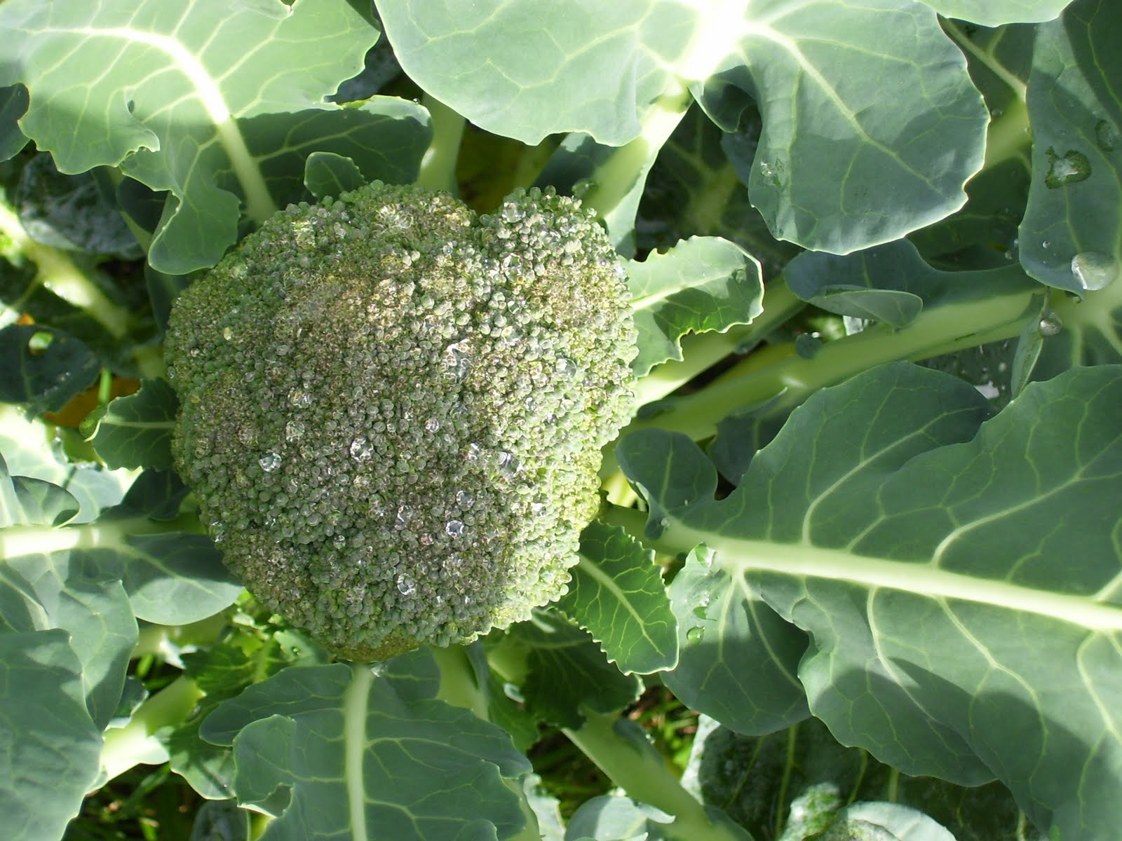 Talking to Plants: Succession Planting, Broccoli