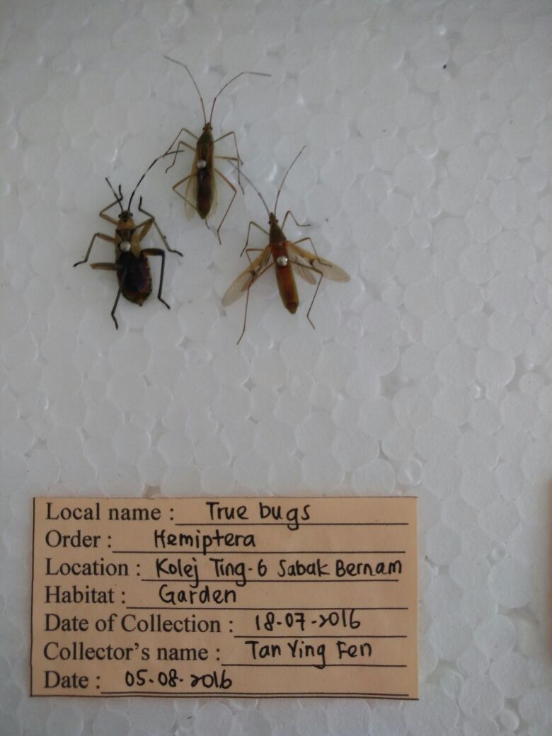 964 BIOLOGY- Malaysian insects