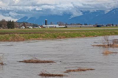 Chuckanut Conservancy: Samish River at High Levels Again