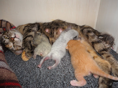 Seeking Faithfulness: The babies at my house - Manx kittens